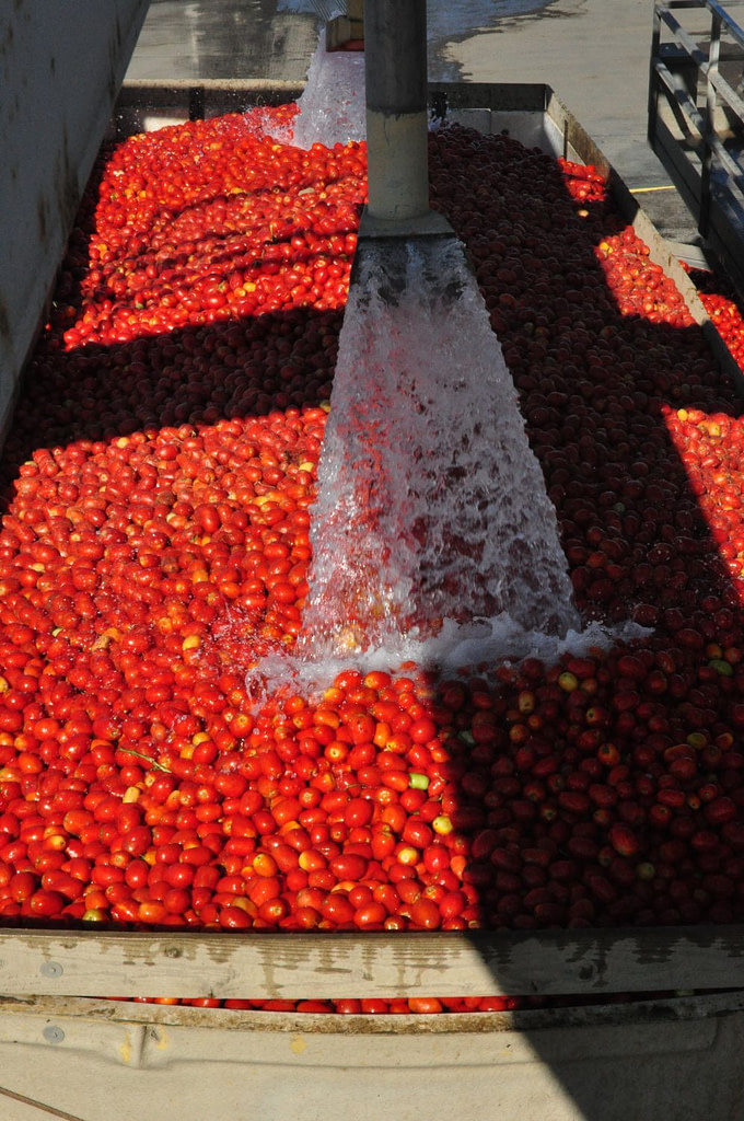 Photo Gallery | Wholesale Canned Tomato Company