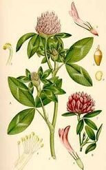 Red Clover Glycerite | From Roots