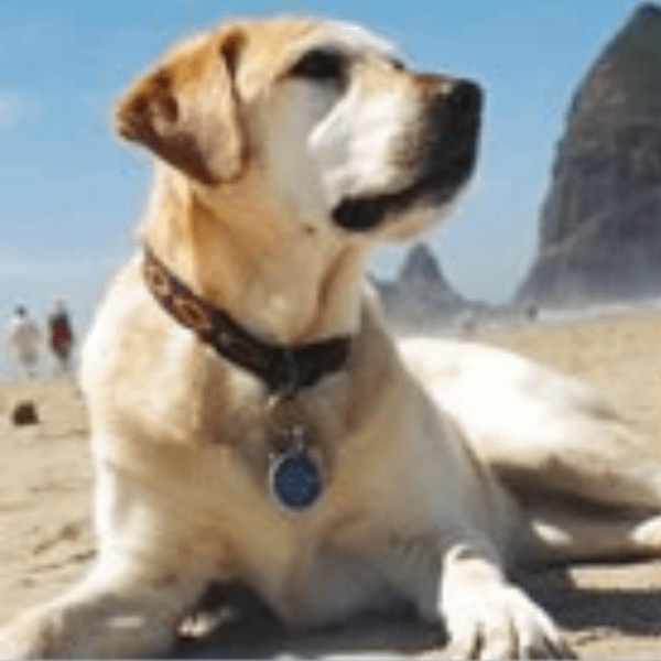 Ginger beach | Second Nature Healing®