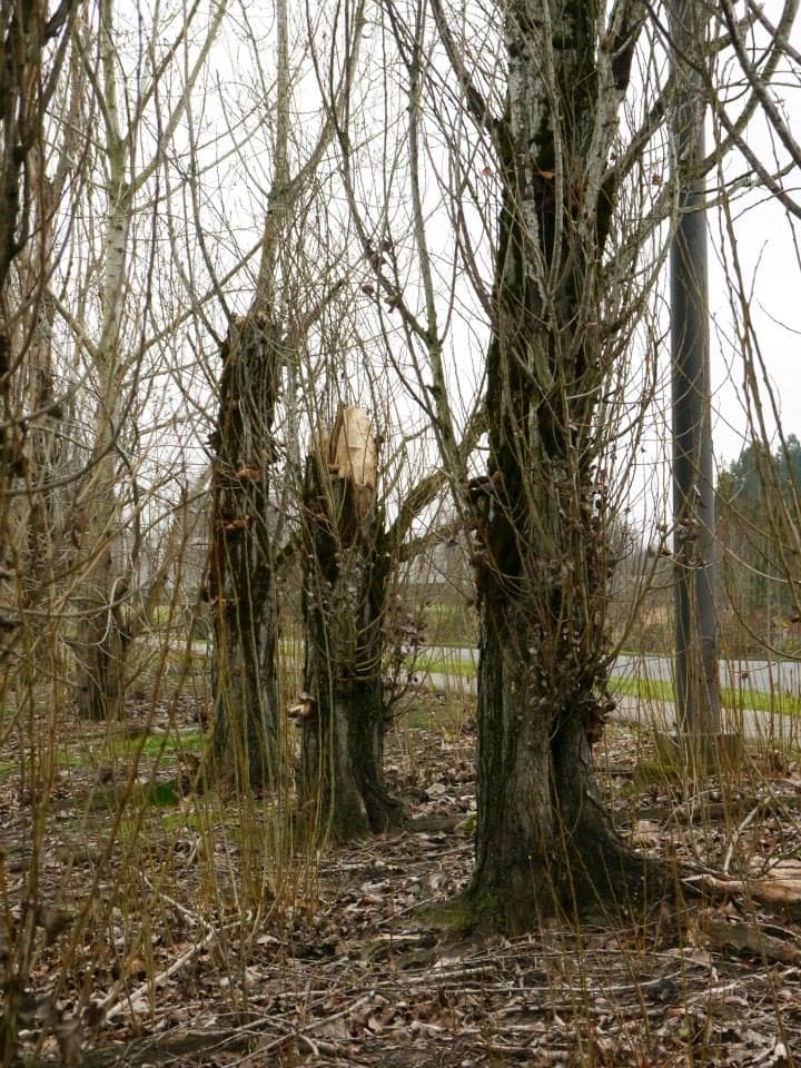 Deadwood Hazards and Overgrowth | Beaver Tree Service