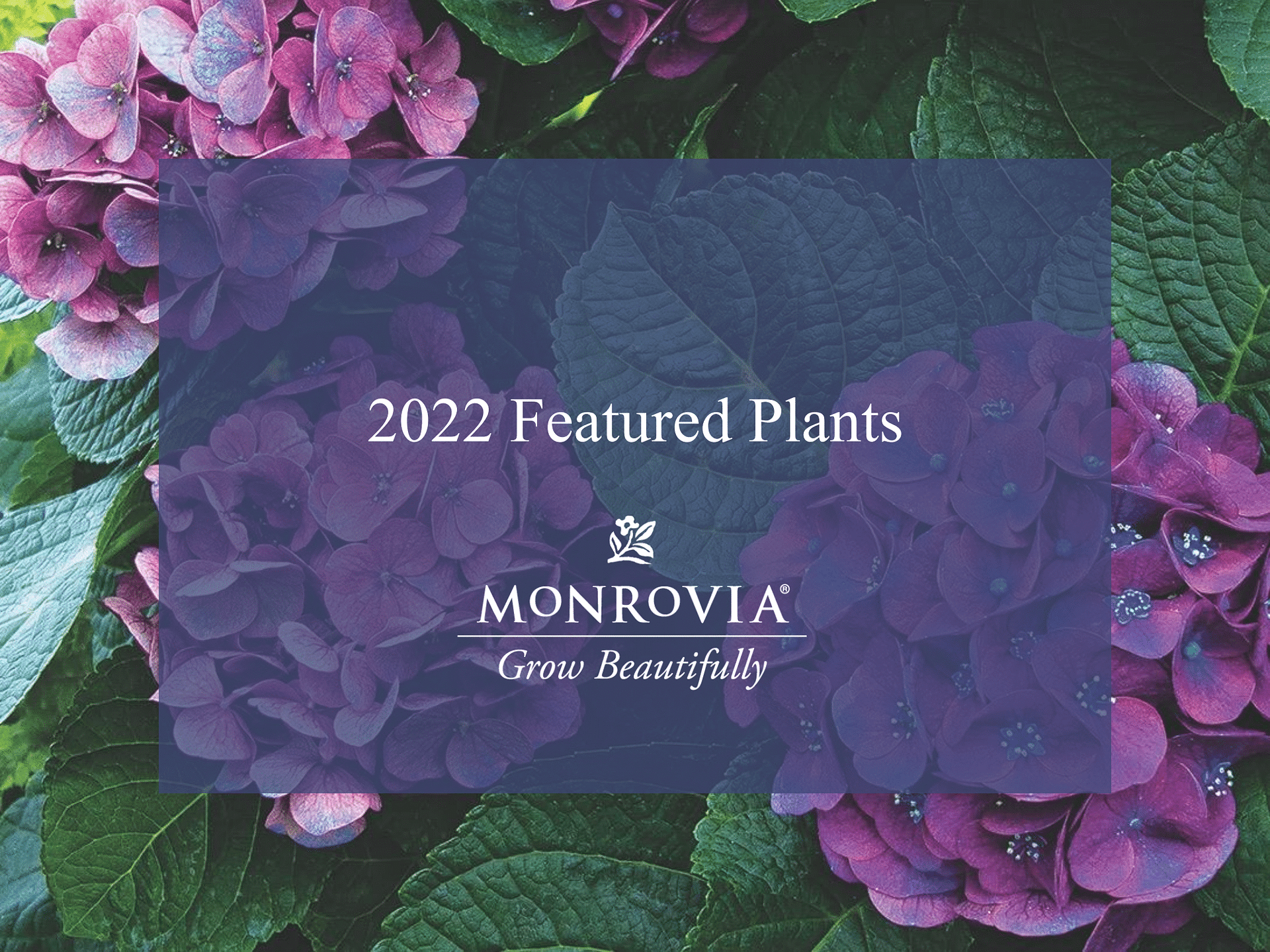 Monrovia – Grow Beautifully | Cascadian Nurseries