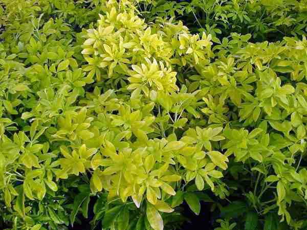 Broadleaf Evergreen Shrubs | Cascadian Nurseries