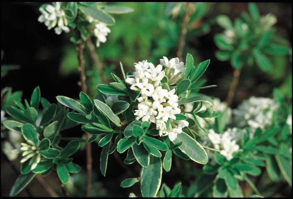 Broadleaf Evergreen Shrubs | Cascadian Nurseries