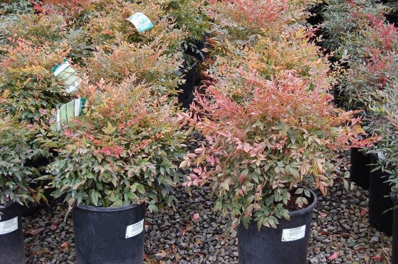 Broadleaf Evergreen Shrubs | Cascadian Nurseries
