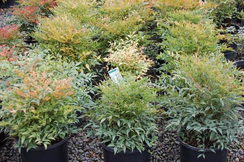 Broadleaf Evergreen Shrubs | Cascadian Nurseries